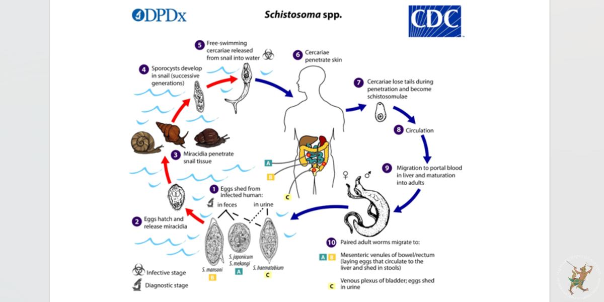 ស៊ីស្តូសូម៉ាមេគង្គី (Schistosomiasis Mekongi ...